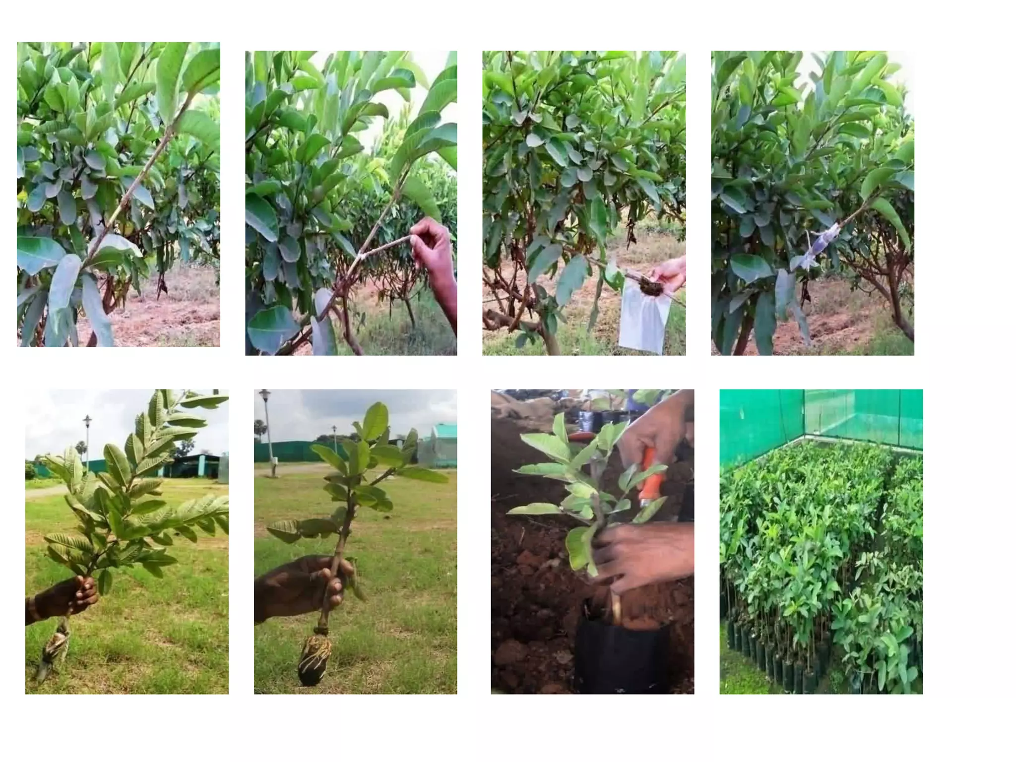Guava production technology | PPT