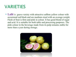 Guava production technology | PPT | Agriculture | Industries