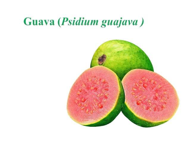 Guava production technology | PPT | Agriculture | Industries