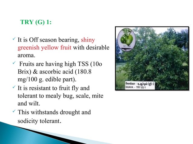 Guava production technology | PPT | Agriculture | Industries