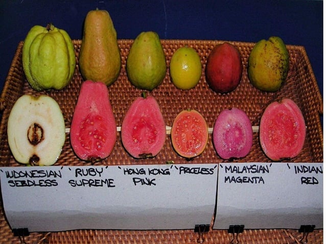 Guava production technology | PPT | Agriculture | Industries