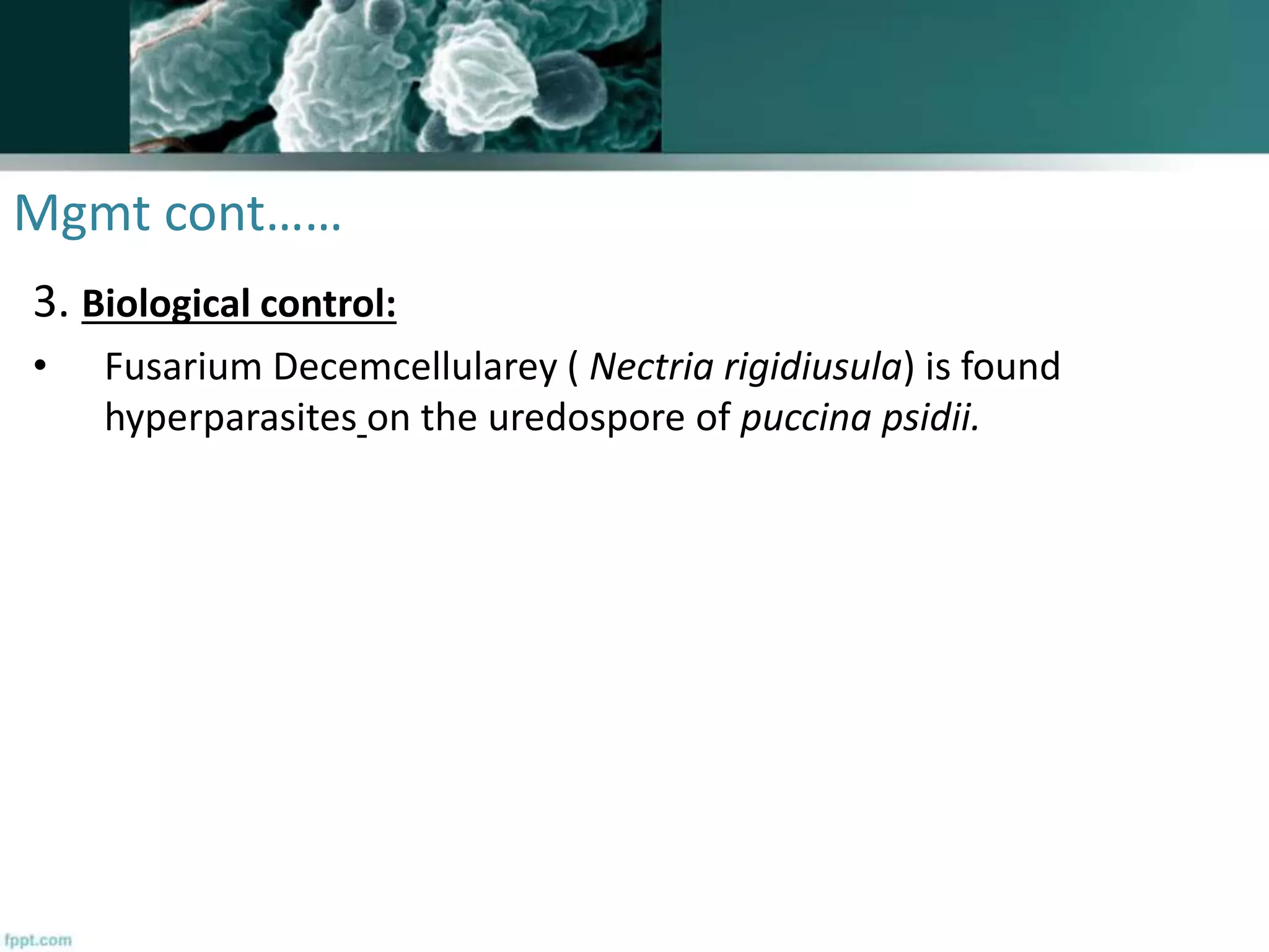 A Brief about Guava rust | PPTX
