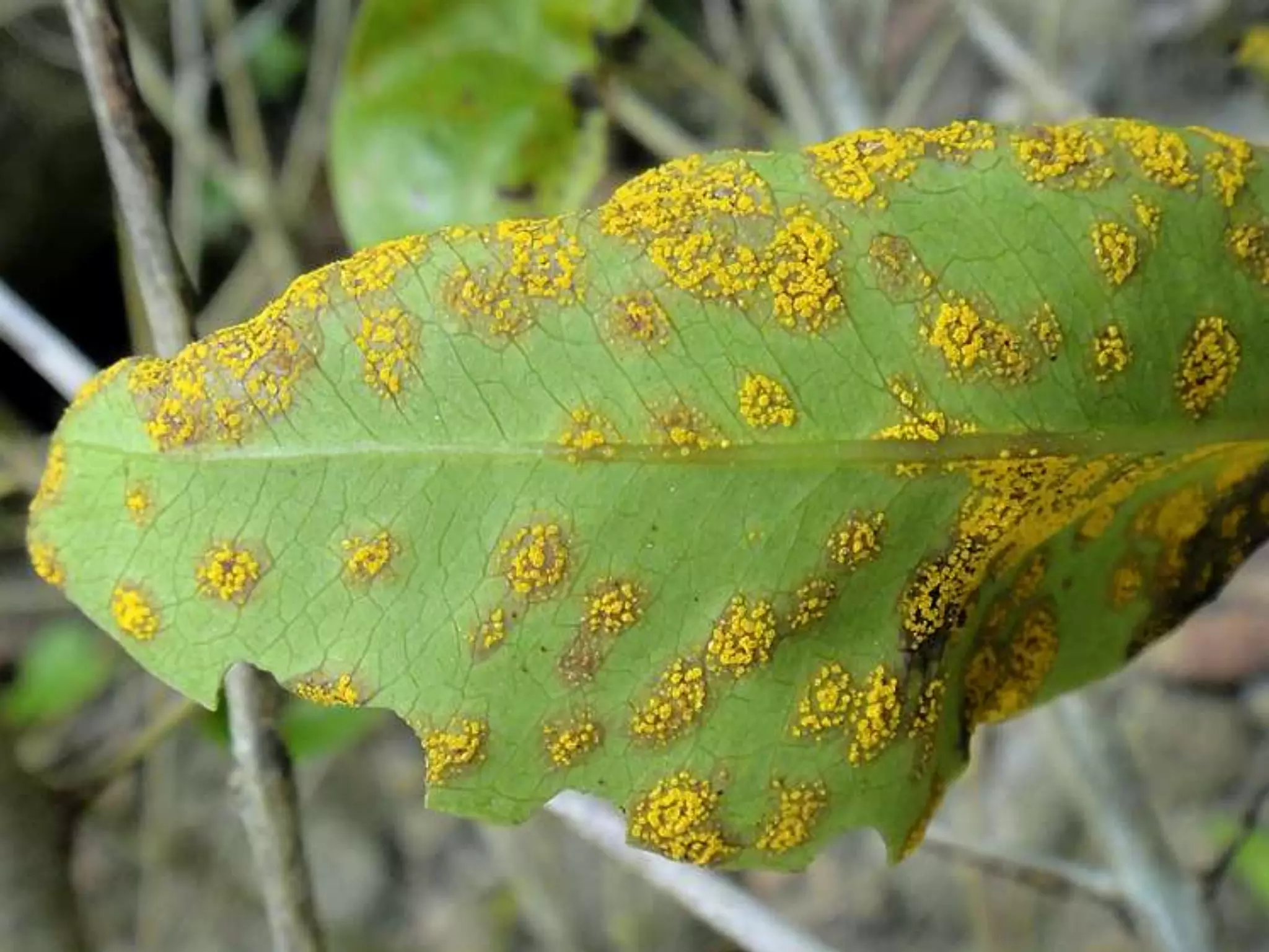 A Brief about Guava rust | PPTX