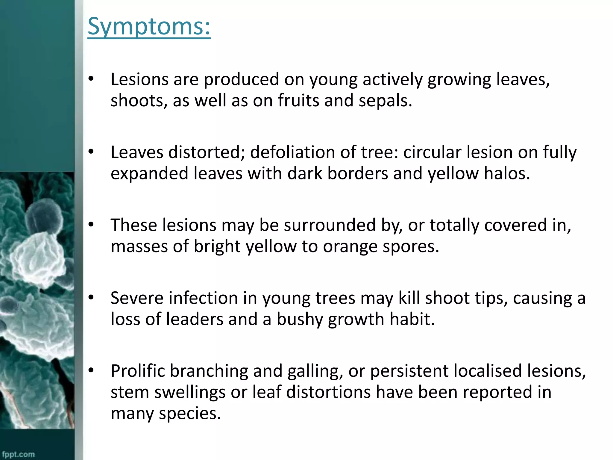 A Brief about Guava rust | PPTX