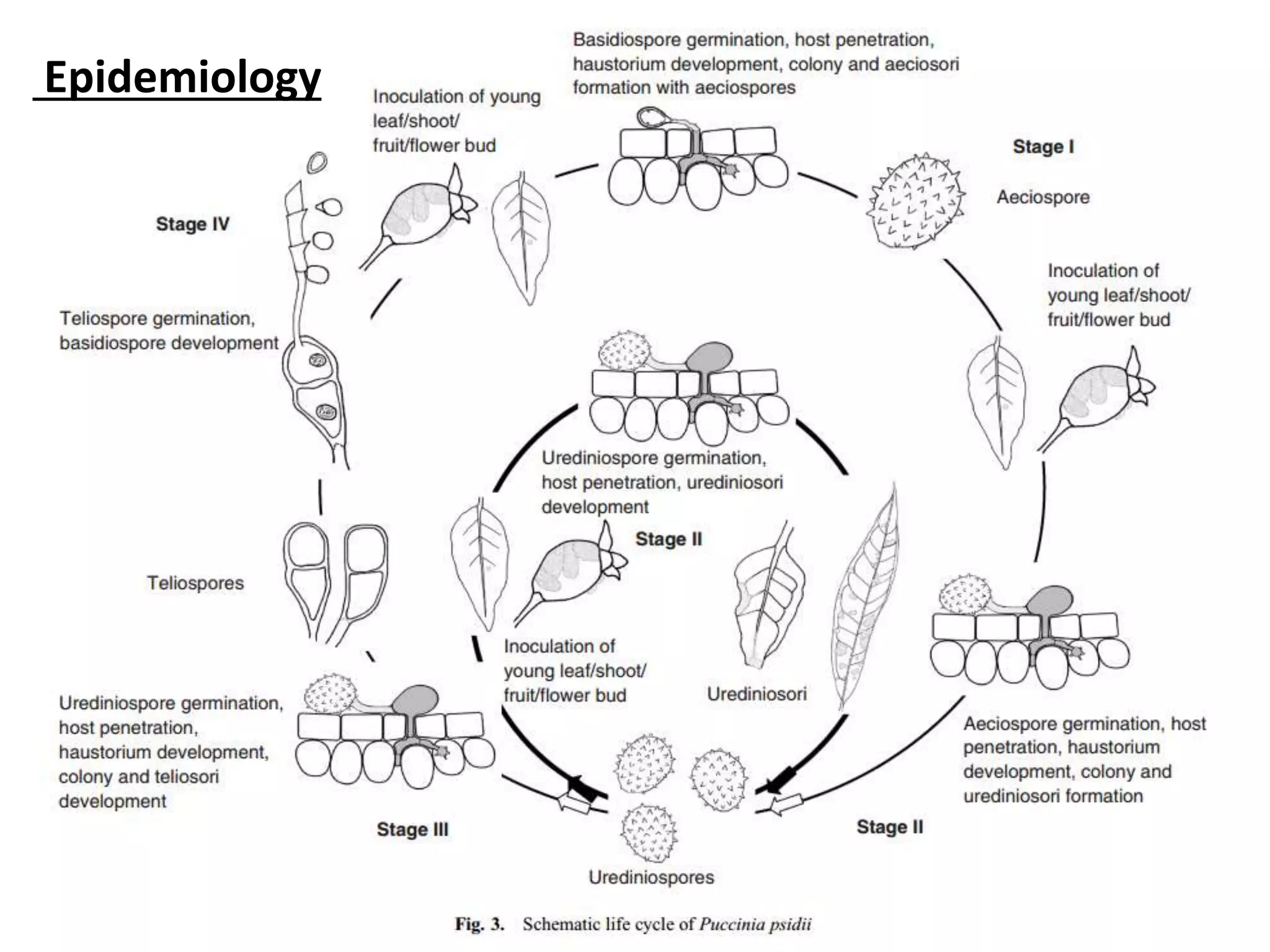 A Brief about Guava rust | PPTX