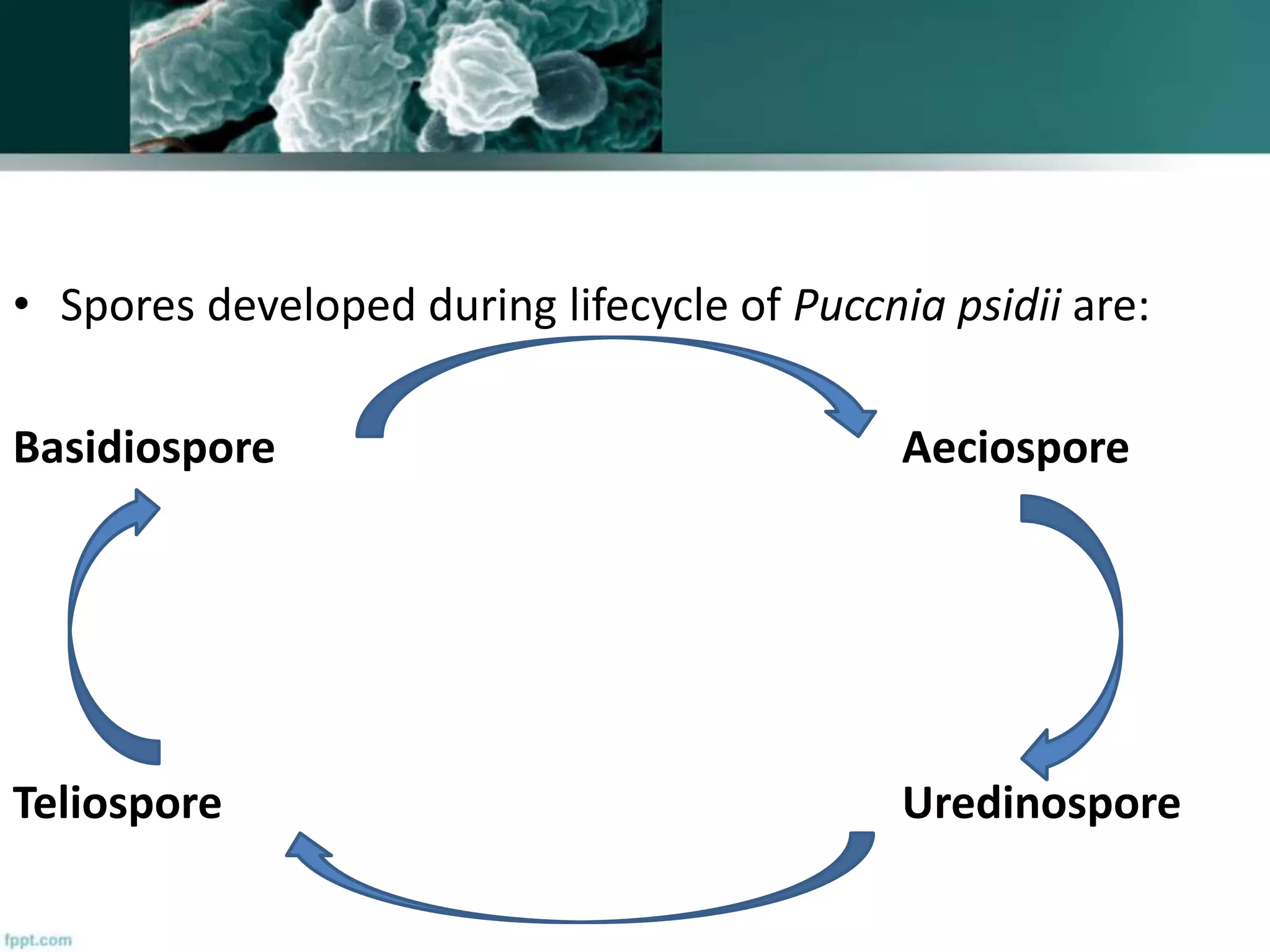 A Brief about Guava rust | PPTX