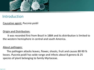 A Brief about Guava rust | PPTX