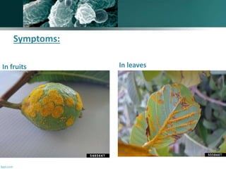 A Brief about Guava rust | PPTX