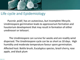 A Brief about Guava rust | PPTX