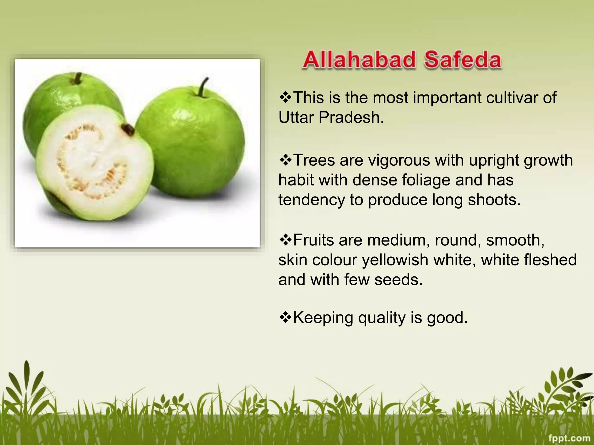 Guava Varieties.pptx