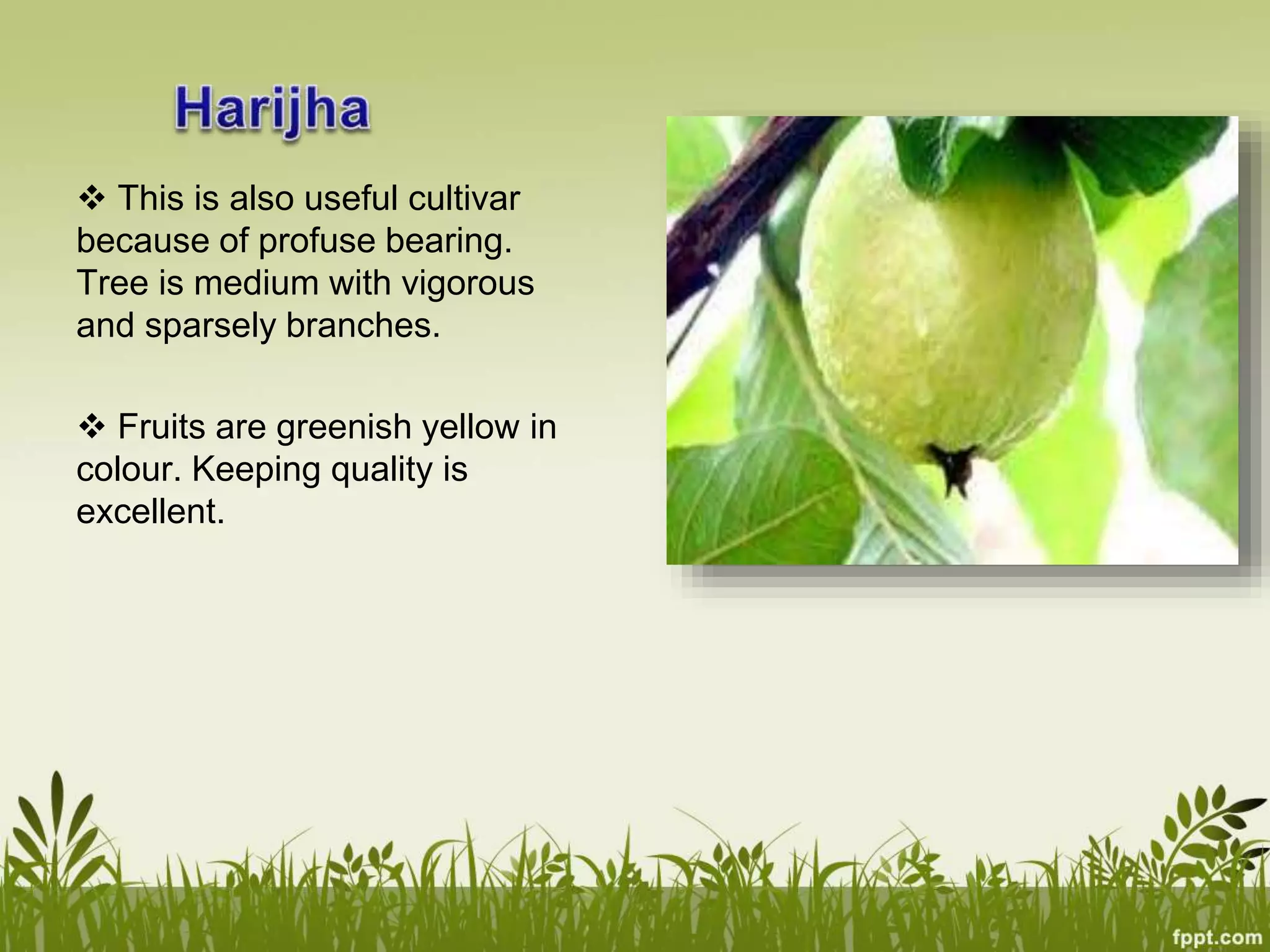 Guava Varieties.pptx