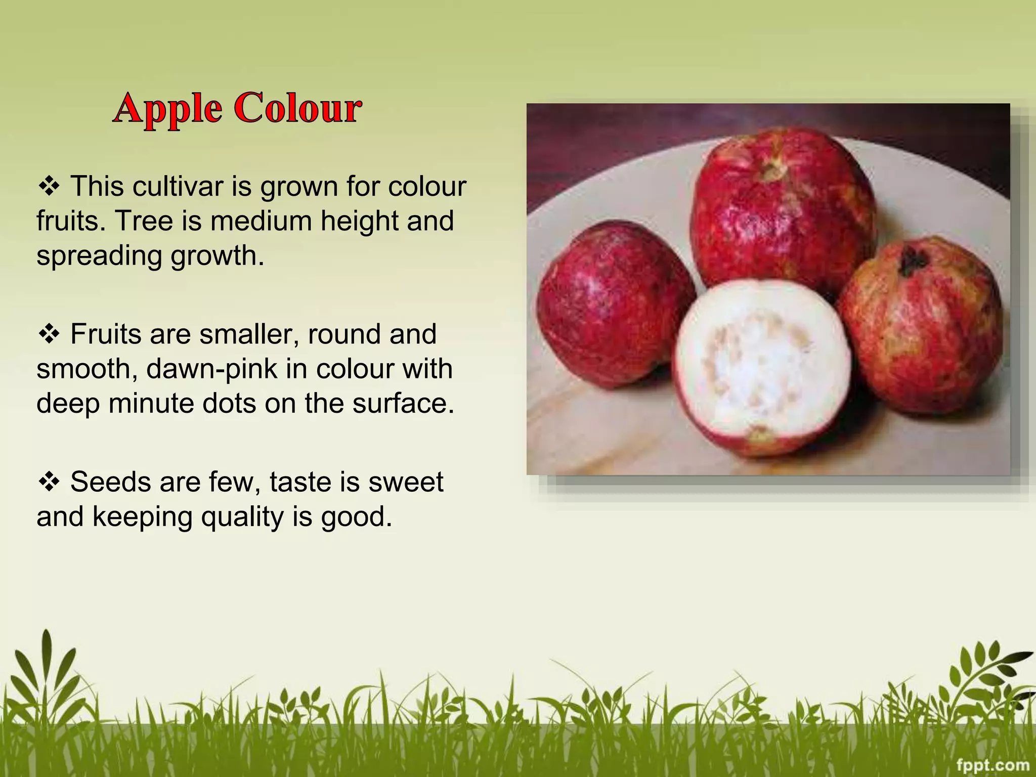 Guava Varieties.pptx