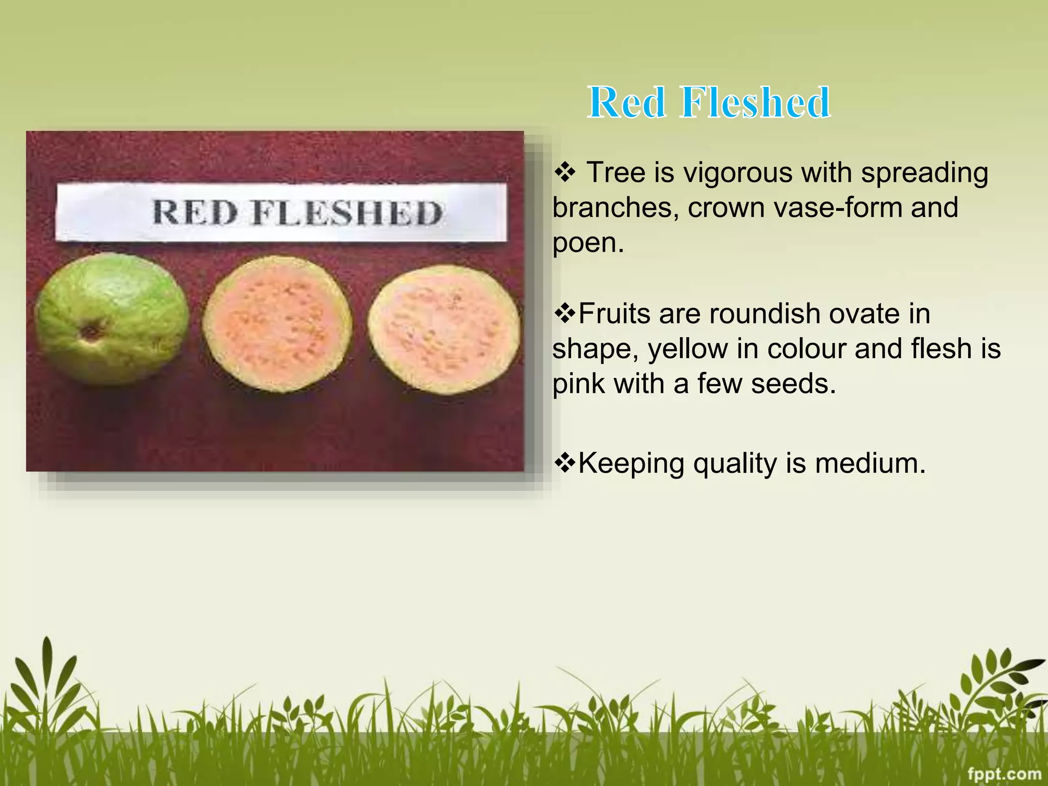 Guava Varieties.pptx