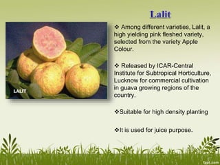 Guava Varieties.pptx