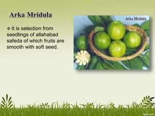 Guava Varieties.pptx