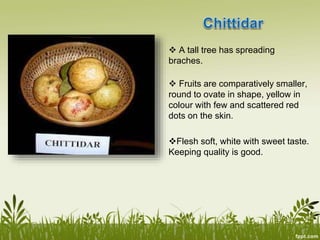 Guava Varieties.pptx