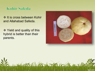 Guava Varieties.pptx