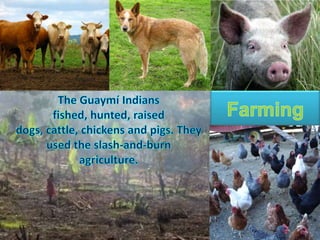 Guaymi Indians (Ngobe Bugle) | PPTX