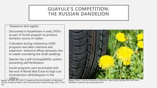 Guayule presentation | PPTX