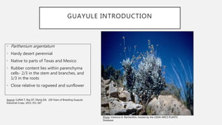 Guayule presentation | PPTX