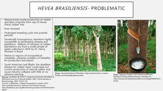 Guayule presentation | PPTX