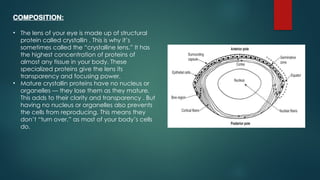 Eye,introducing,theory, composition.pptx