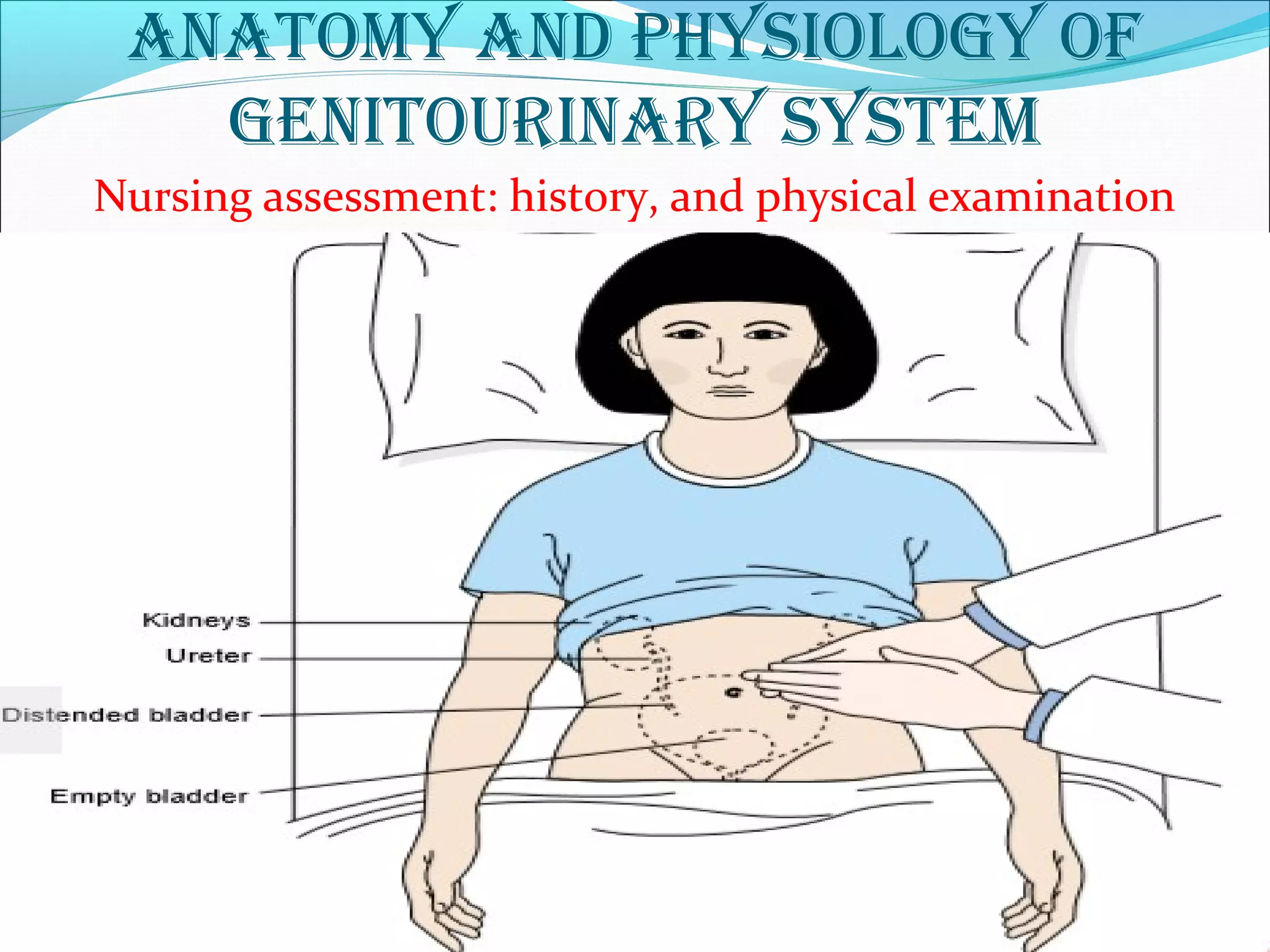 genitourinary disorders (medical surgical nursing) | PPT