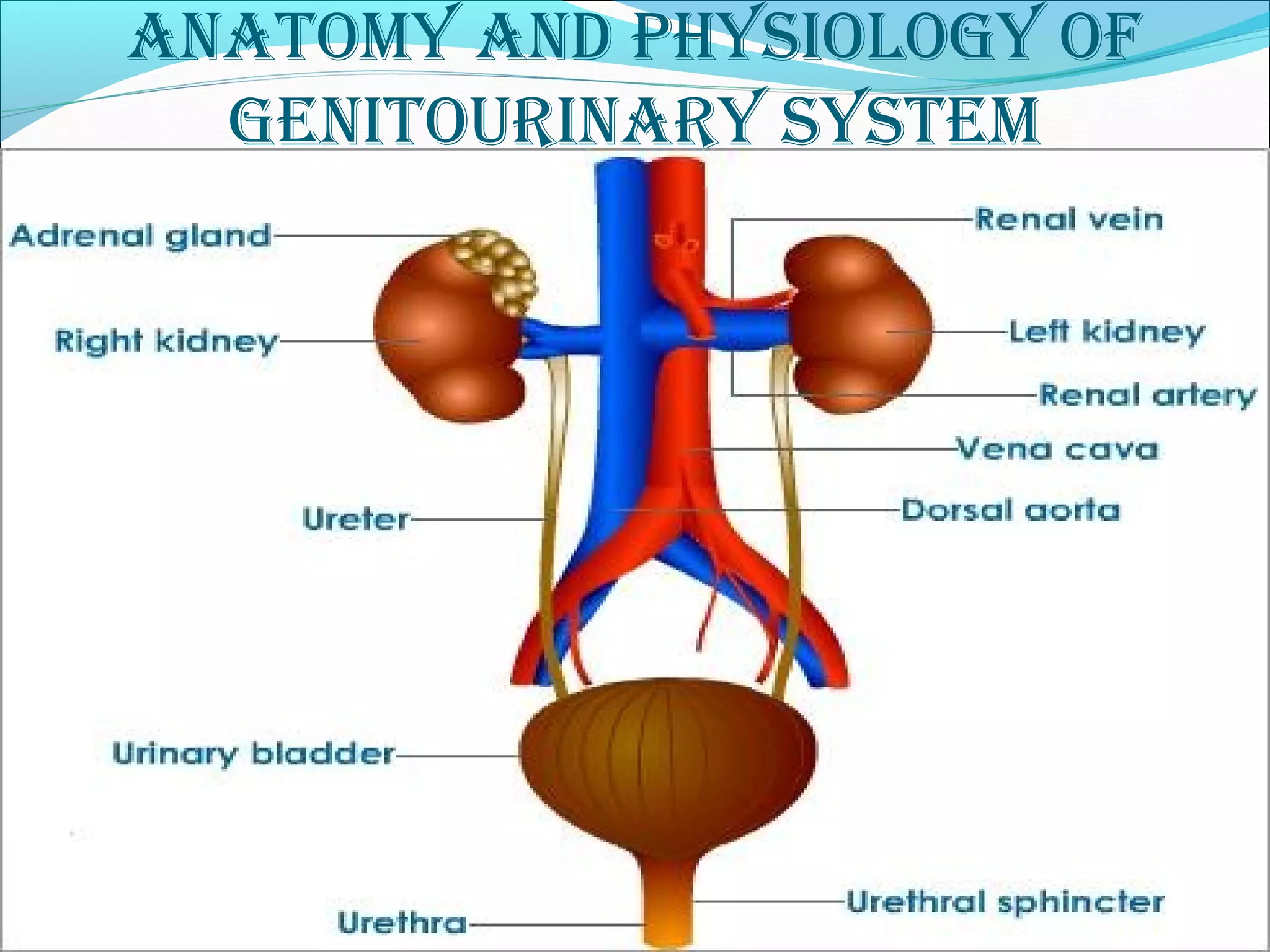 genitourinary disorders (medical surgical nursing) | PPT