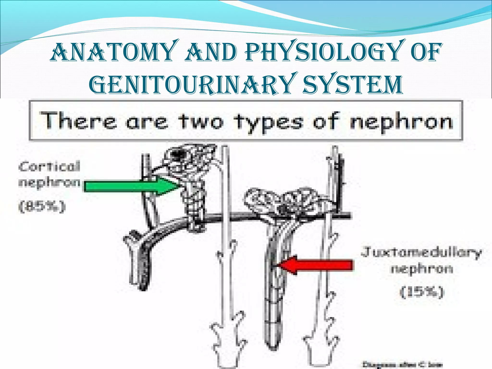 genitourinary disorders (medical surgical nursing) | PPT