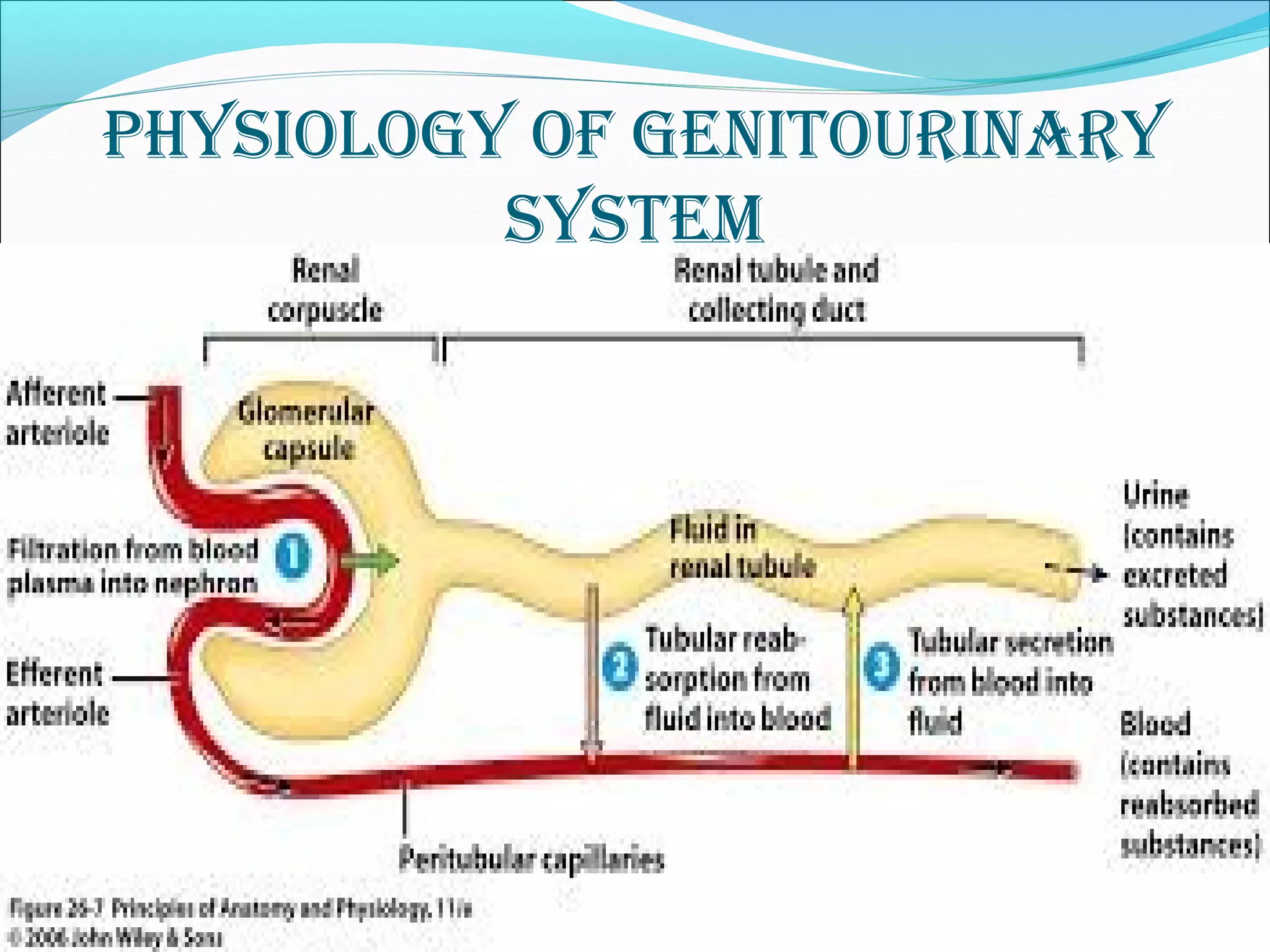 genitourinary disorders (medical surgical nursing) | PPT | Digestive ...