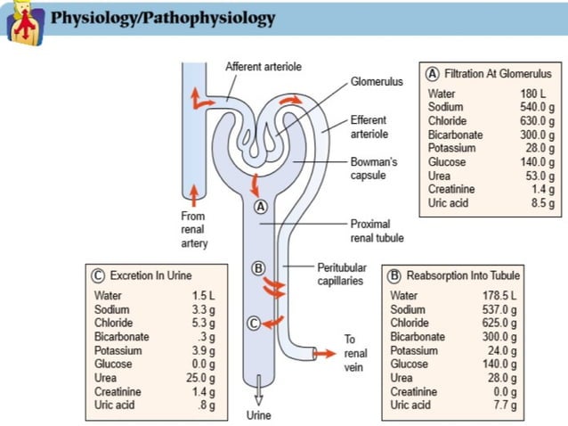 genitourinary disorders (medical surgical nursing) | PPT | Digestive ...