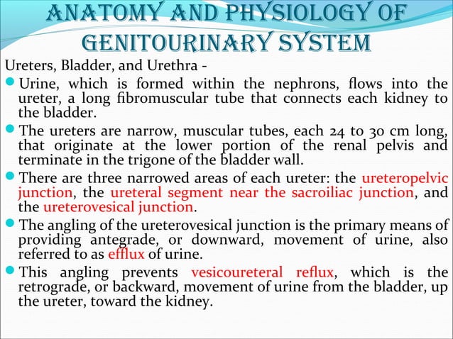 genitourinary disorders (medical surgical nursing) | PPT | Digestive ...