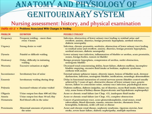 genitourinary disorders (medical surgical nursing) | PPT | Digestive ...
