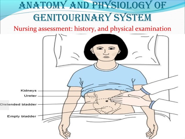genitourinary disorders (medical surgical nursing) | PPT | Digestive ...