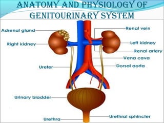 genitourinary disorders (medical surgical nursing) | PPT