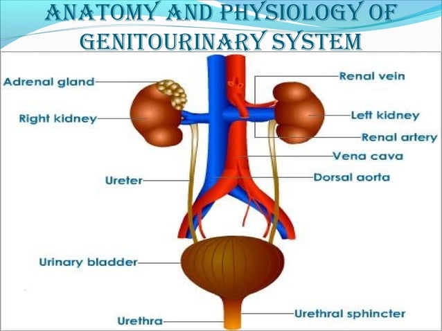 genitourinary disorders (medical surgical nursing) | PPT | Digestive ...