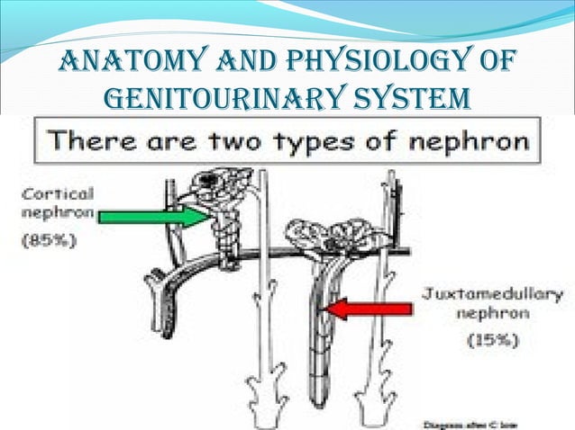 genitourinary disorders (medical surgical nursing) | PPT | Digestive ...