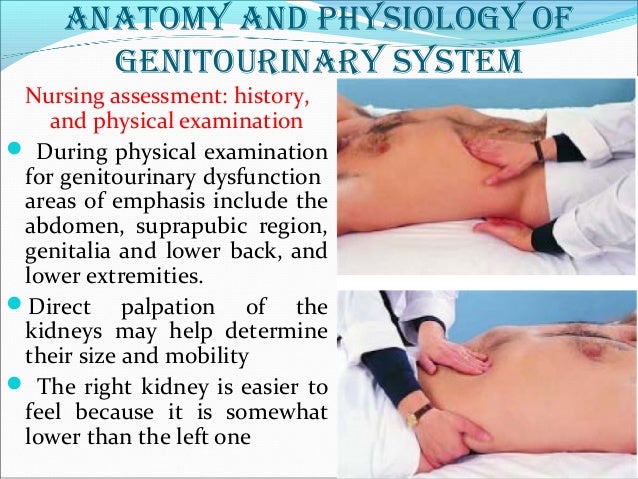 Genitourinary Disorders Medical Surgical Nursing