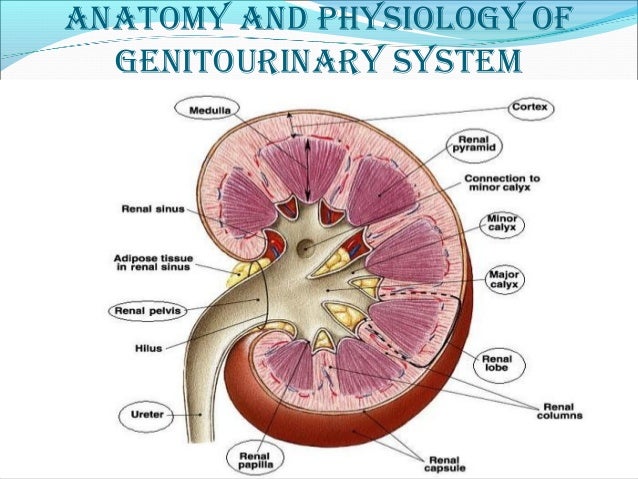 Genitourinary Disorders Medical Surgical Nursing