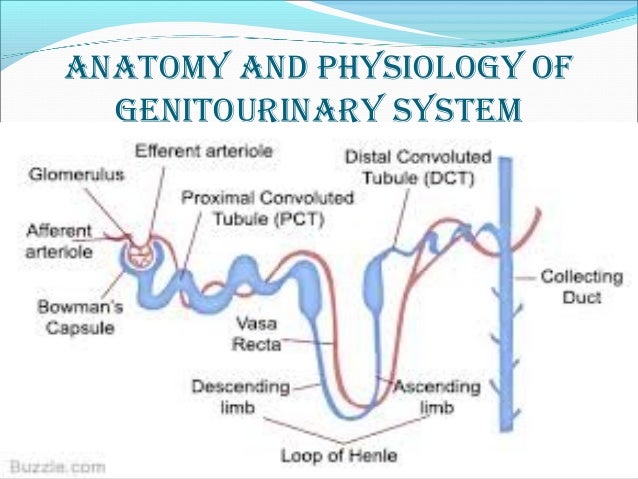 genitourinary disorders (medical surgical nursing)