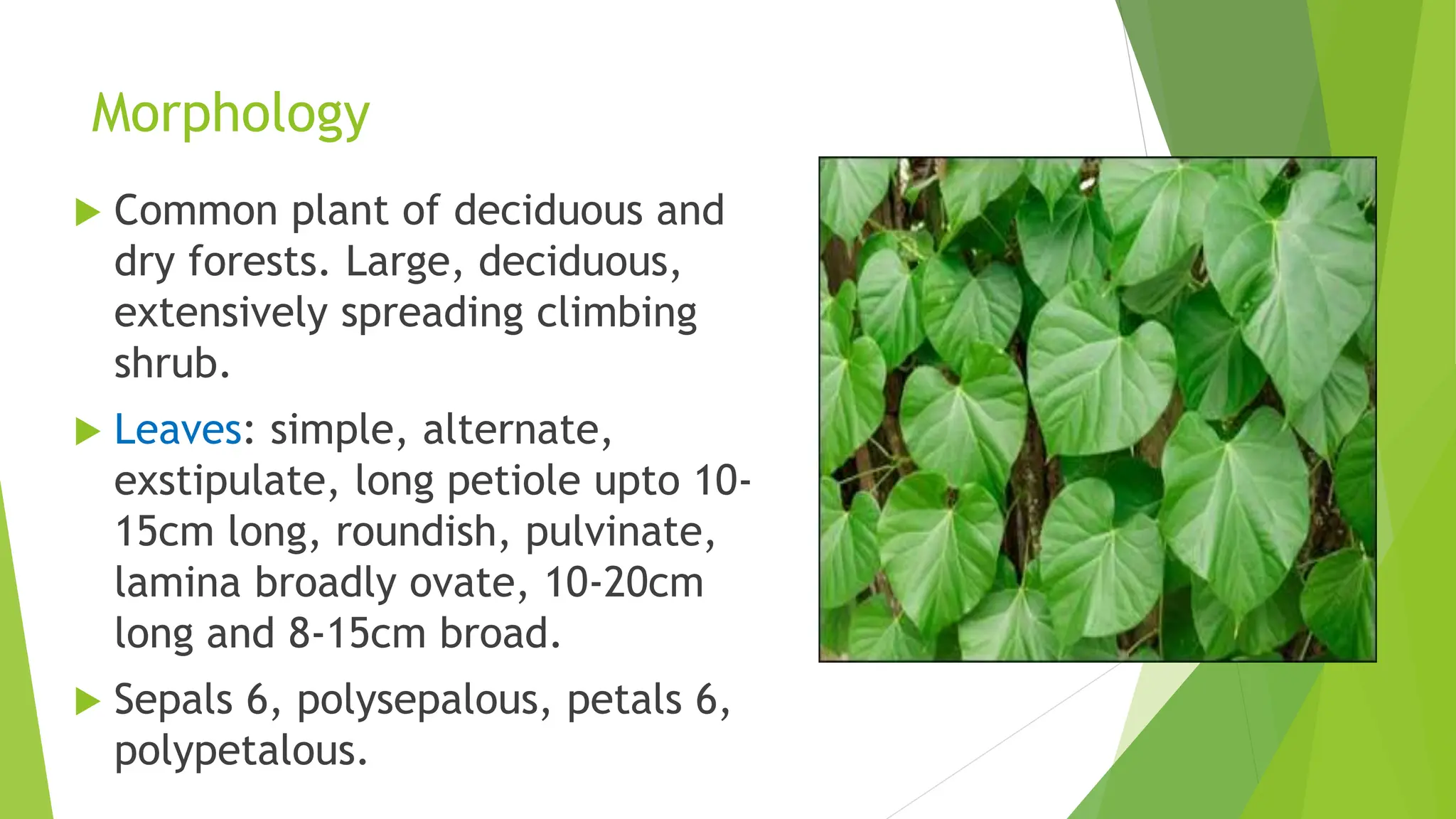 Guduchi.pptx dravya guna ayurveda drug gd | PPTX