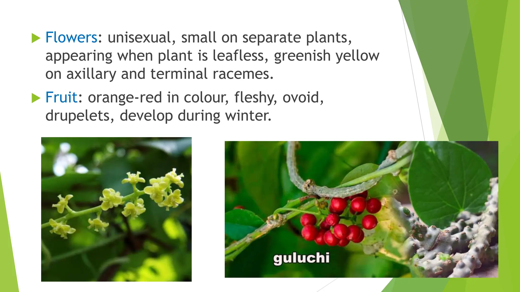 Guduchi.pptx dravya guna ayurveda drug gd | PPTX