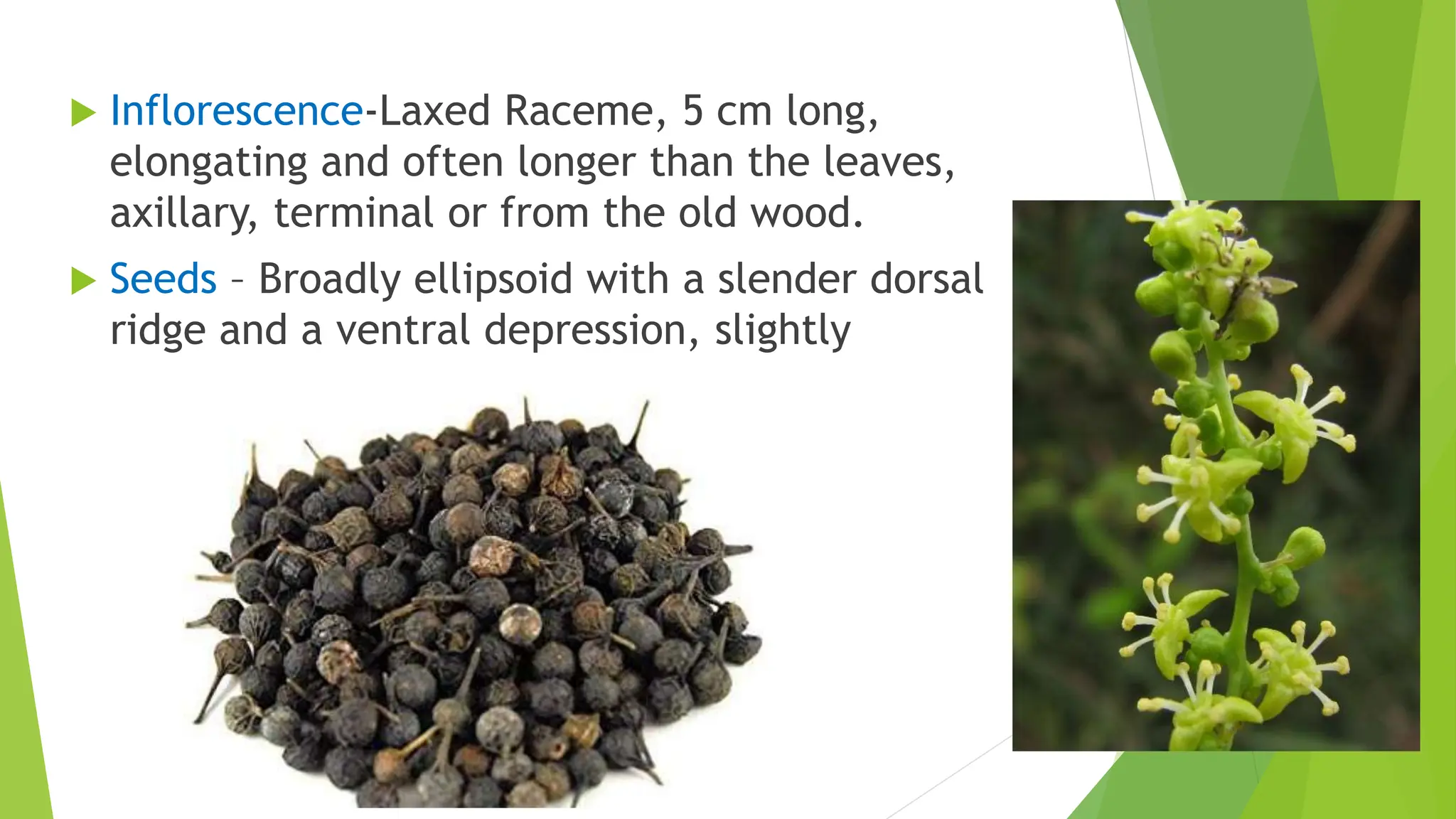 Guduchi.pptx dravya guna ayurveda drug gd | PPTX