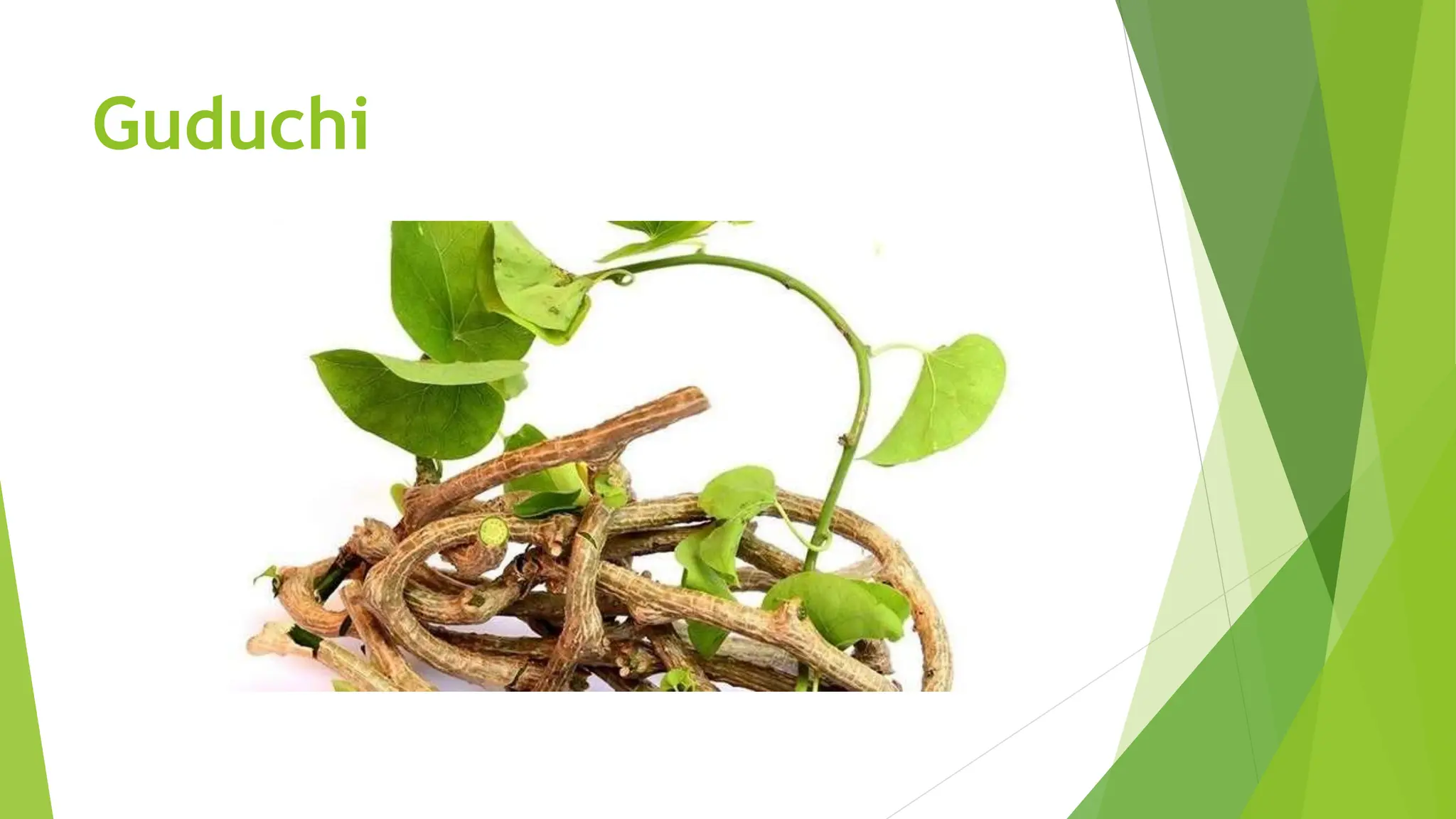 Guduchi.pptx dravya guna ayurveda drug gd | PPTX