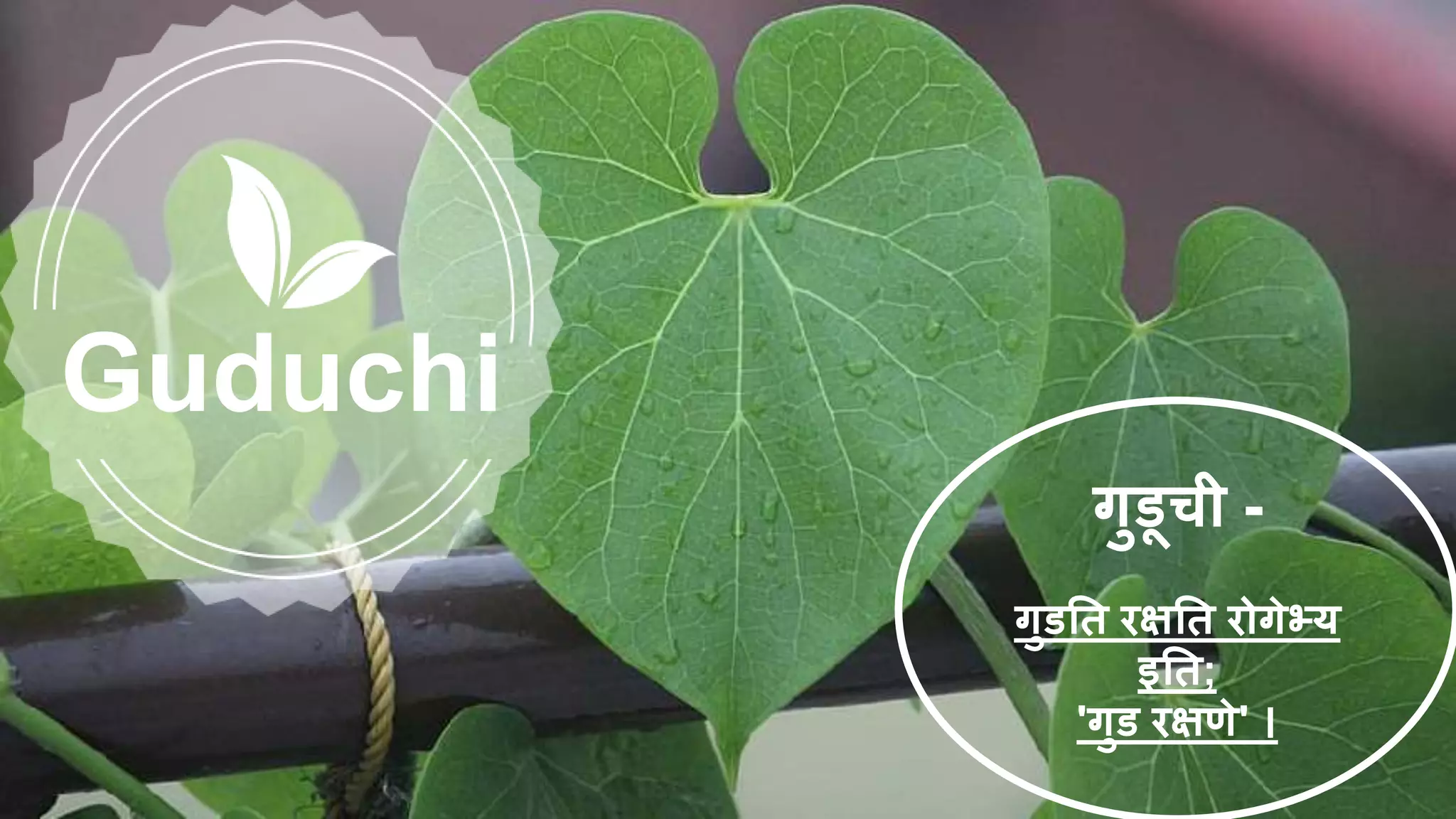 Guduchi plant | PPTX
