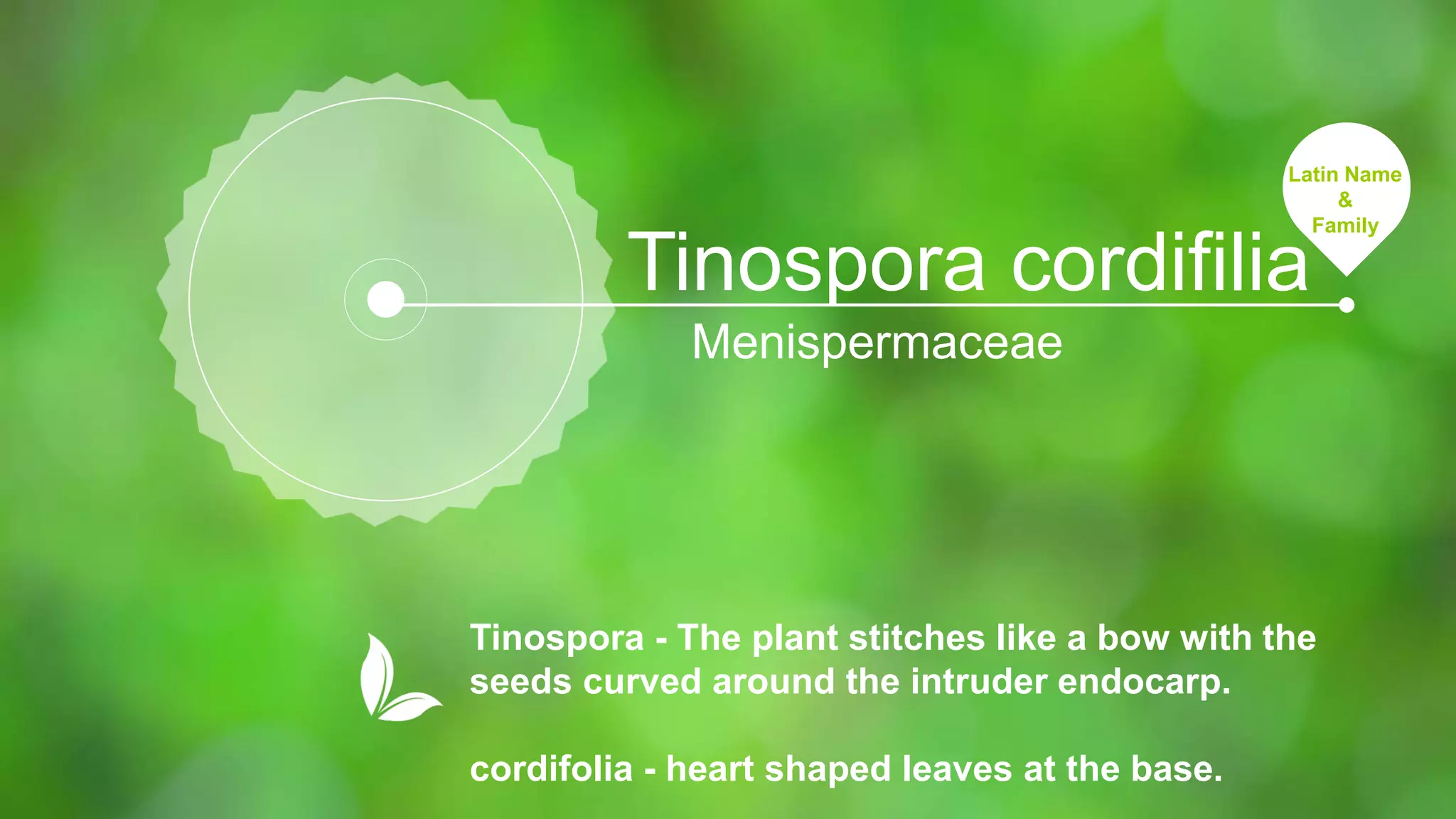 Guduchi plant | PPTX