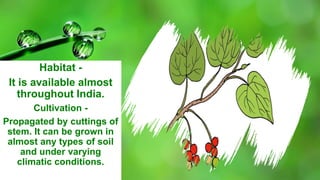 Guduchi plant | PPTX