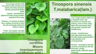 Guduchi plant | PPTX