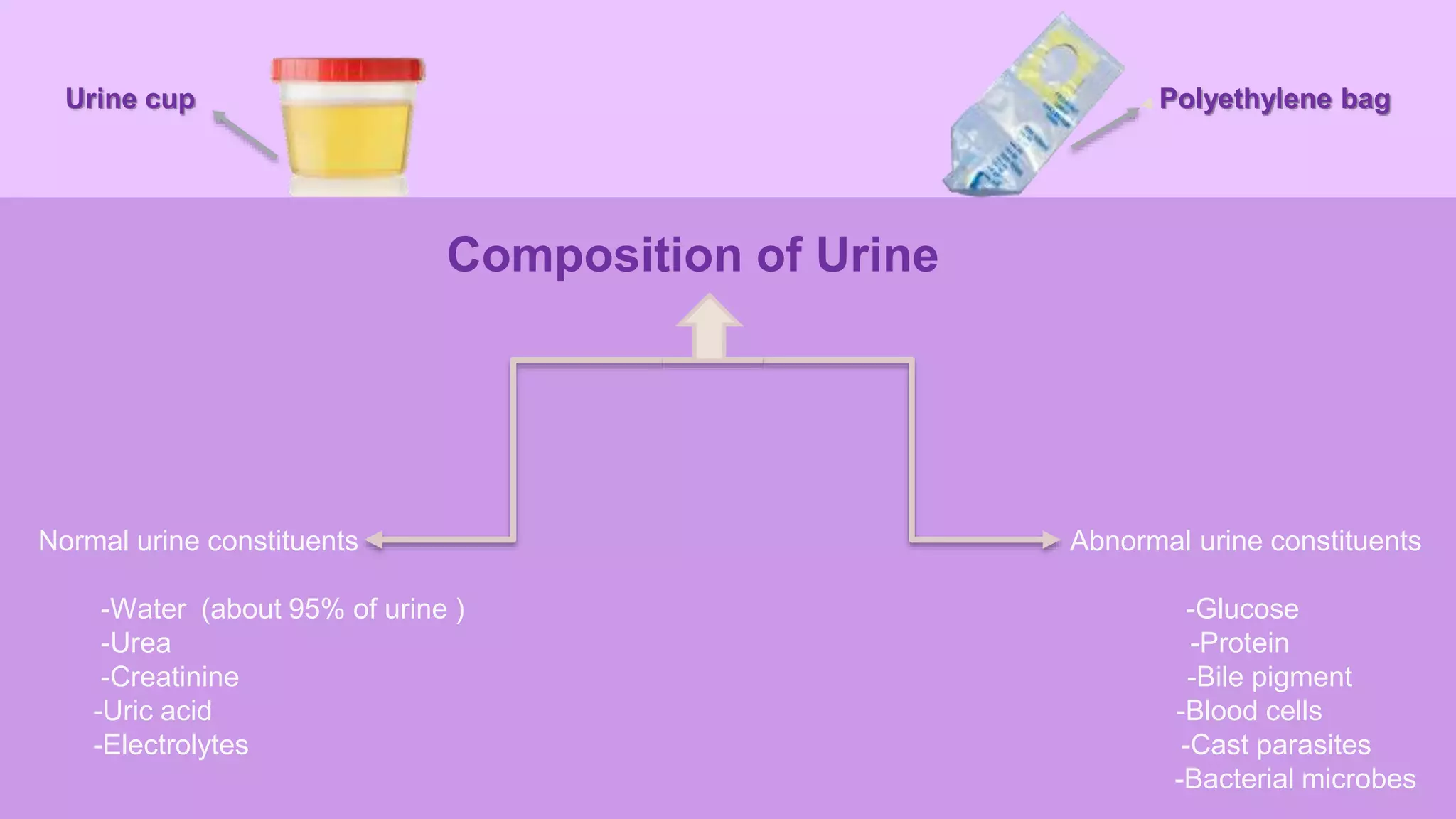 General Urine Examination | PPT