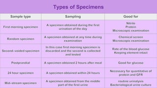 General Urine Examination | PPTX
